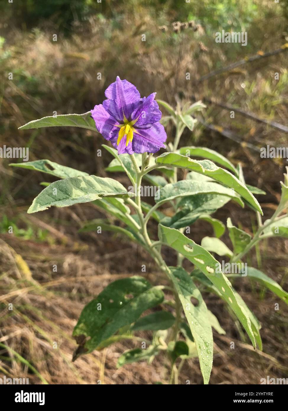 silverleaf nightshade (Solanum elaeagnifolium Stock Photo - Alamy