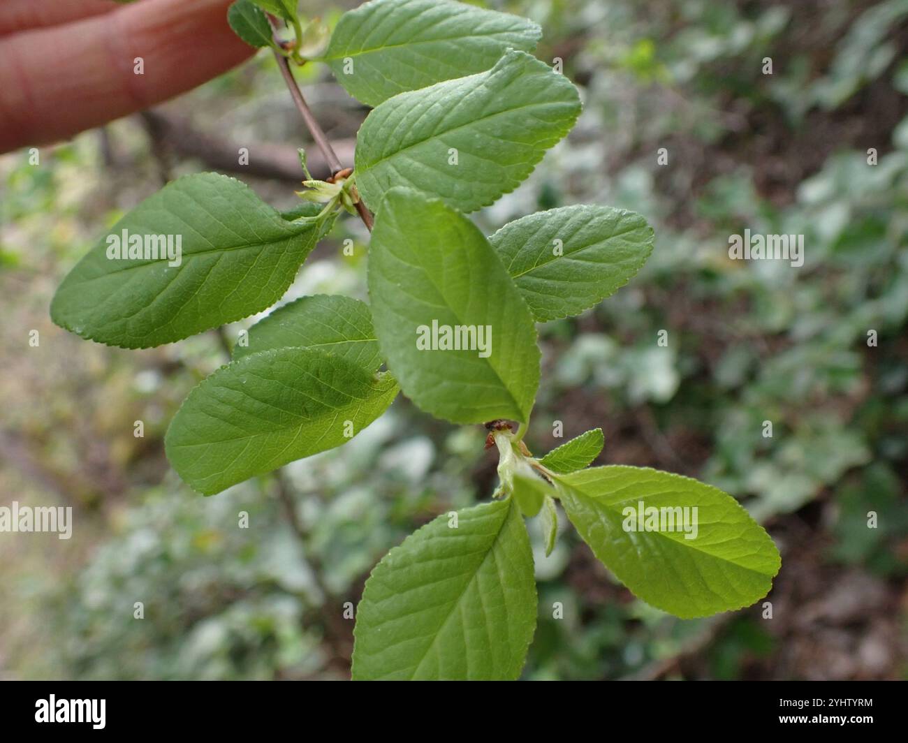 Bitter cherry (Prunus emarginata Stock Photo - Alamy