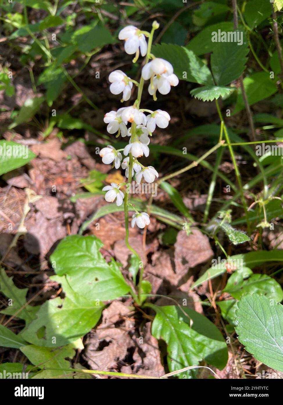 shinleaf (Pyrola elliptica Stock Photo - Alamy