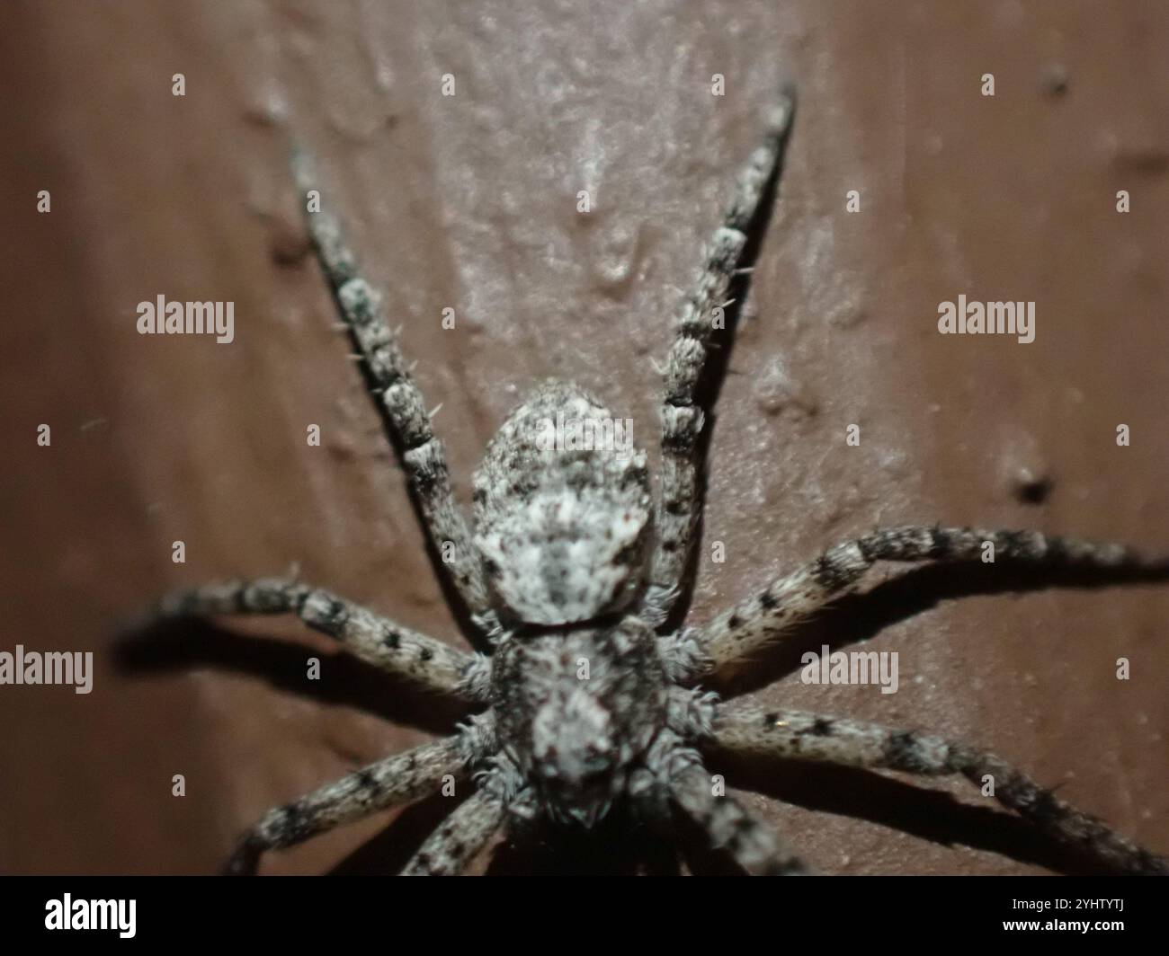 Running Crab Spiders (Philodromus Stock Photo - Alamy