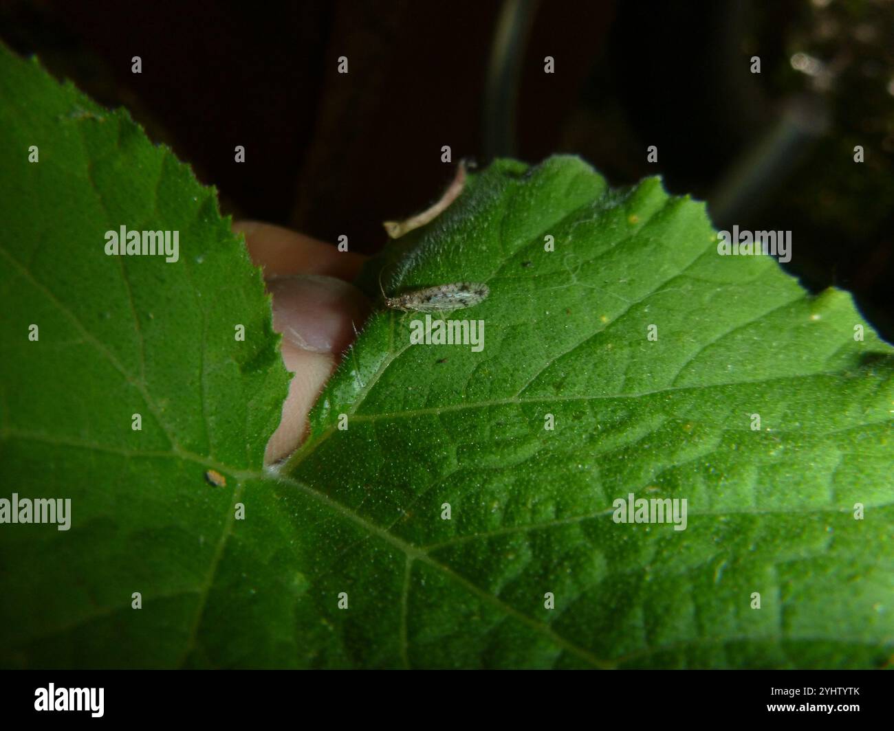 Micromus variegatus hi-res stock photography and images - Alamy