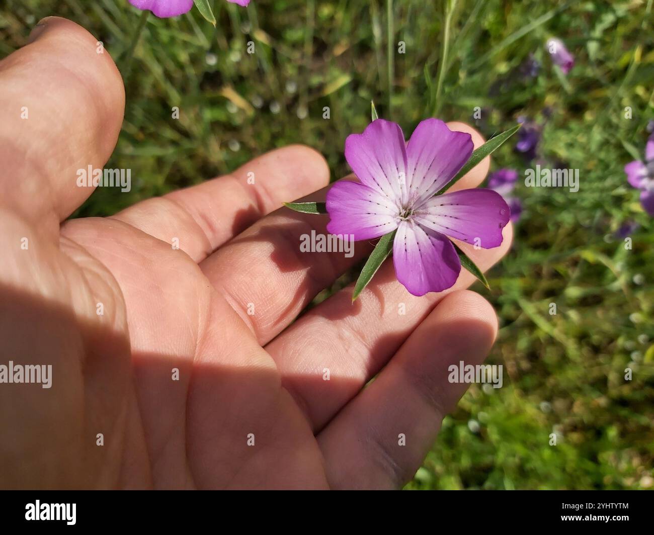 corn cockle (Agrostemma githago Stock Photo - Alamy