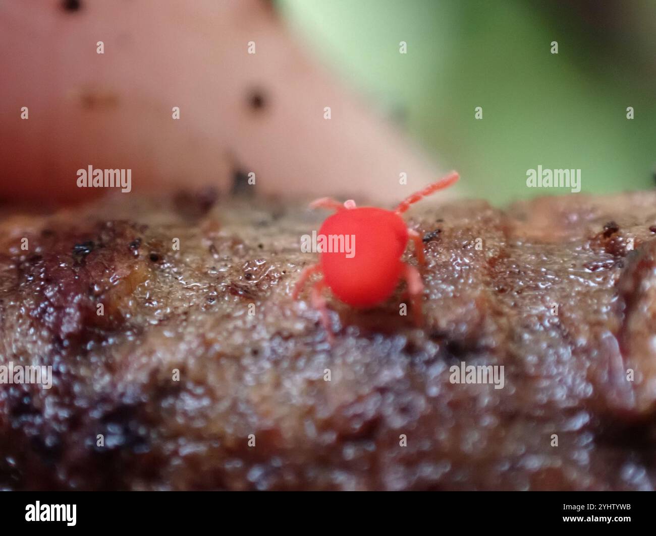 Trombidiformes hi-res stock photography and images - Alamy