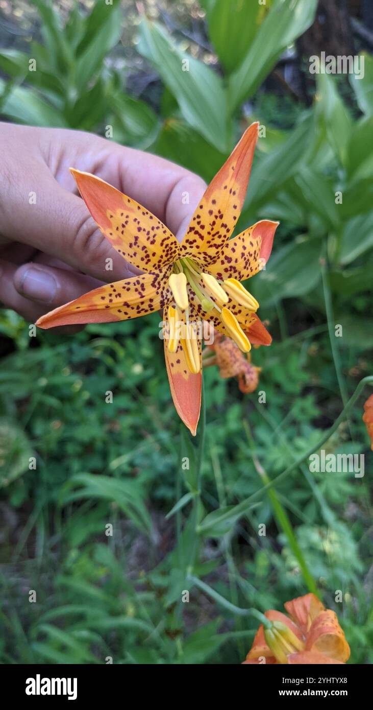 shasta lily (Lilium pardalinum shastense Stock Photo - Alamy