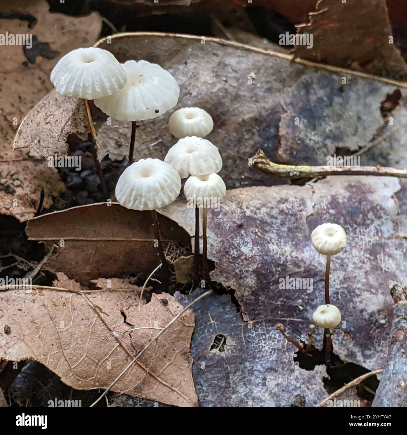 pinwheels and parachute mushrooms (Marasmius Stock Photo - Alamy