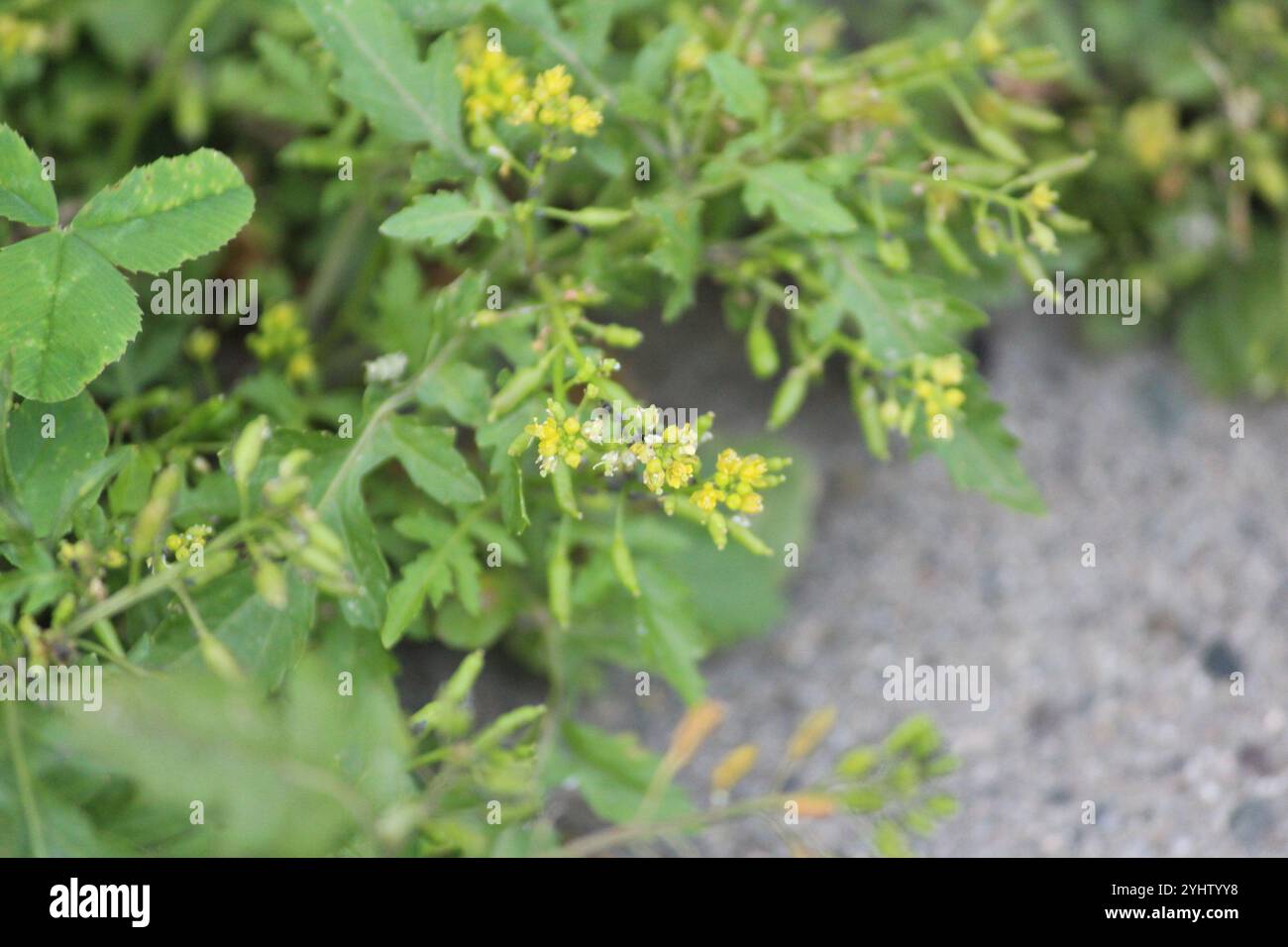 Bog Yellowcress (Rorippa palustris Stock Photo - Alamy