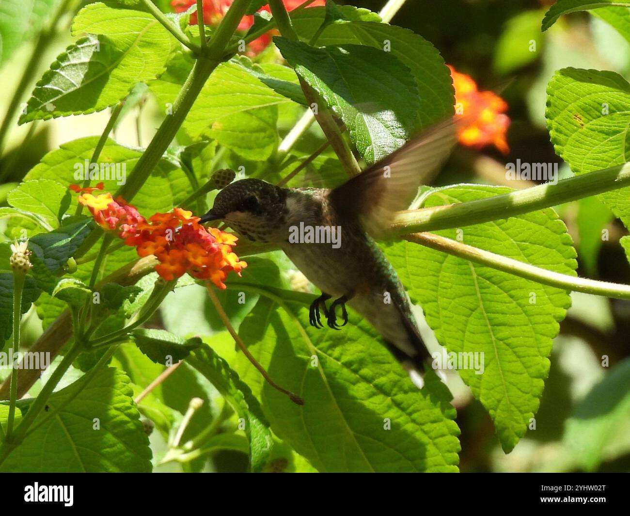 Ruby-throated Hummingbird (Archilochus colubris Stock Photo - Alamy