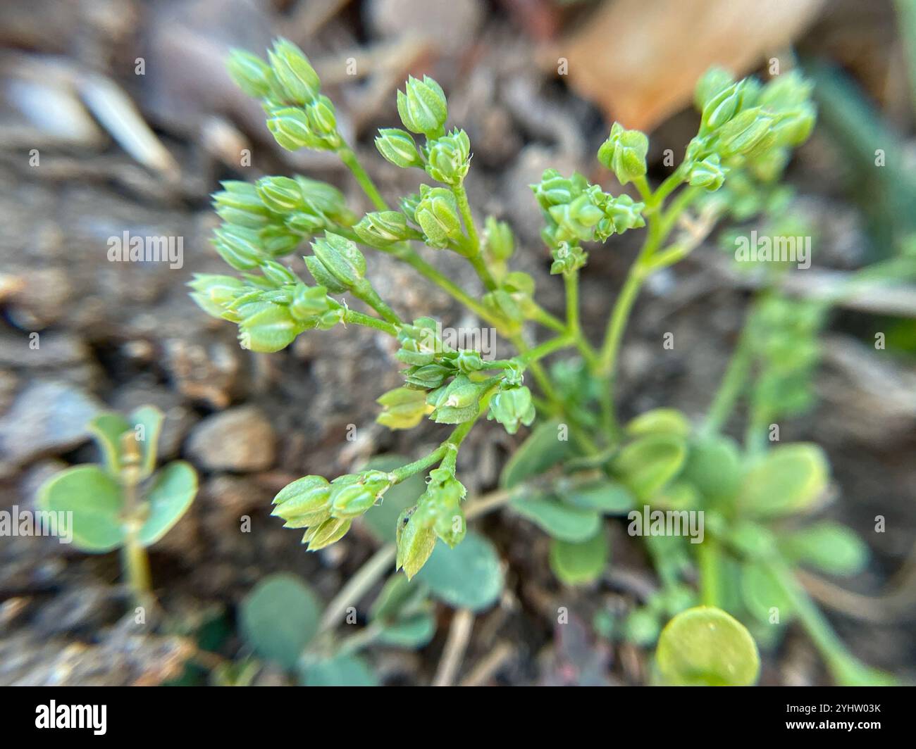 fourleaf manyseed (Polycarpon tetraphyllum Stock Photo - Alamy