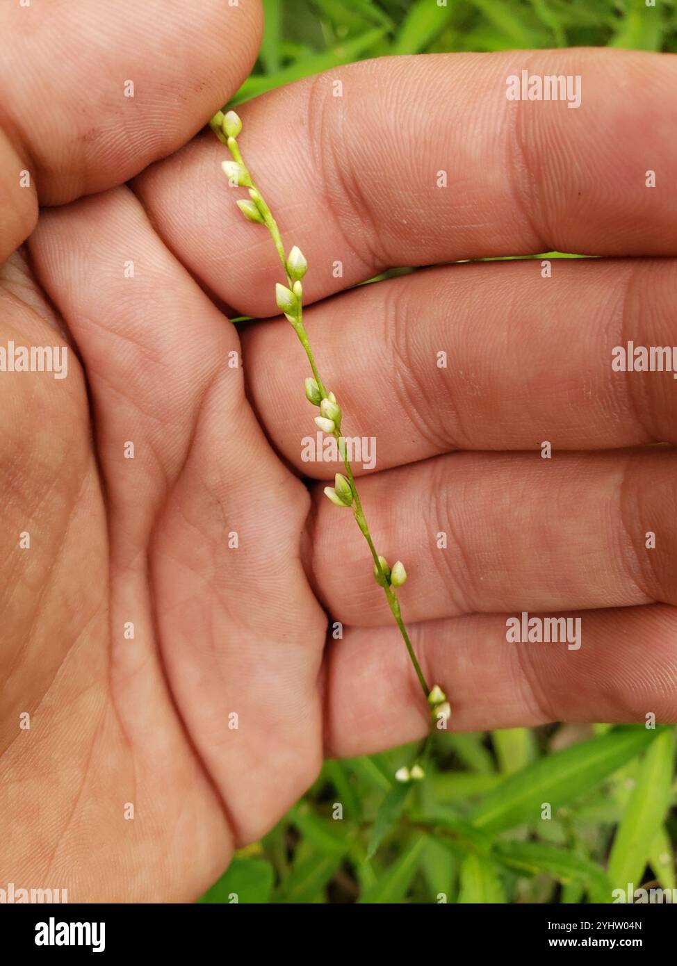 Dotted Smartweed (Persicaria punctata Stock Photo - Alamy