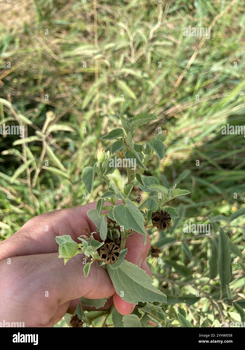 sweet Indian Mallow (Abutilon fruticosum Stock Photo - Alamy