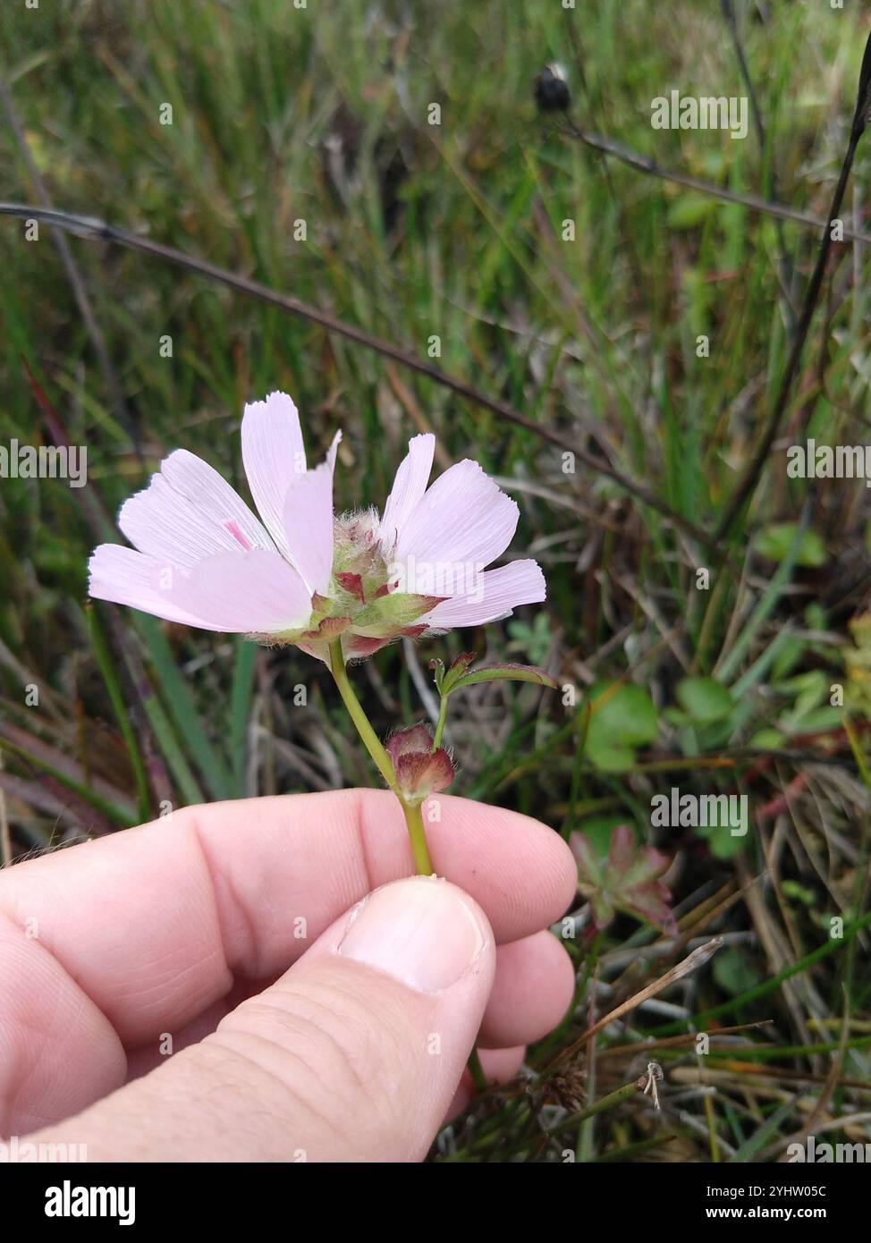 Point Reyes checkerbloom (Sidalcea calycosa rhizomata Stock Photo - Alamy