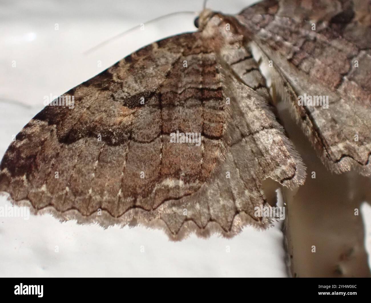 Triphosa haesitata hi-res stock photography and images - Alamy