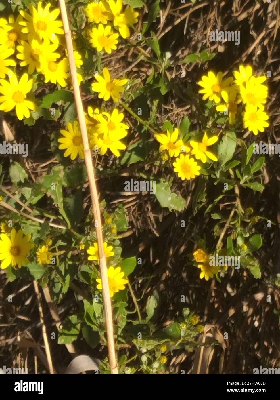 Bietou (Osteospermum moniliferum Stock Photo - Alamy