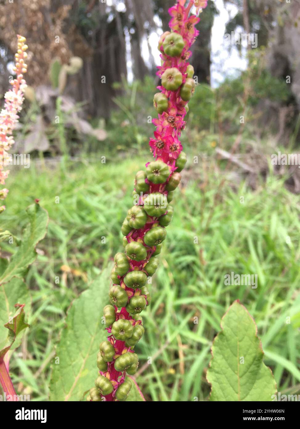 Pokeweed tropical hi-res stock photography and images - Alamy