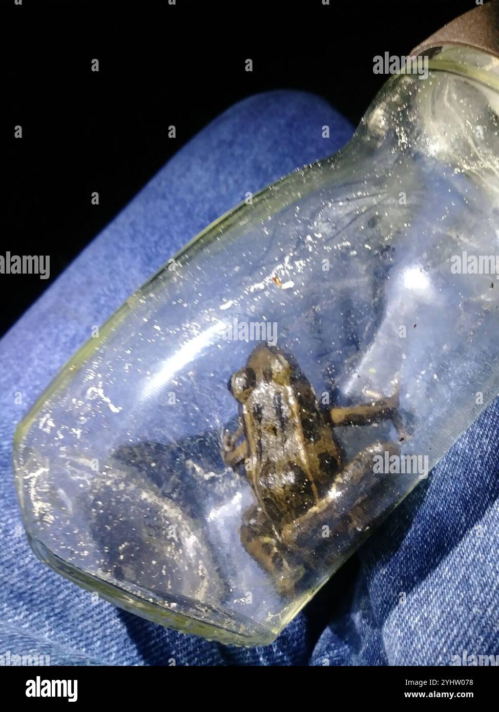 Southern Leopard Frog (Lithobates sphenocephalus Stock Photo - Alamy