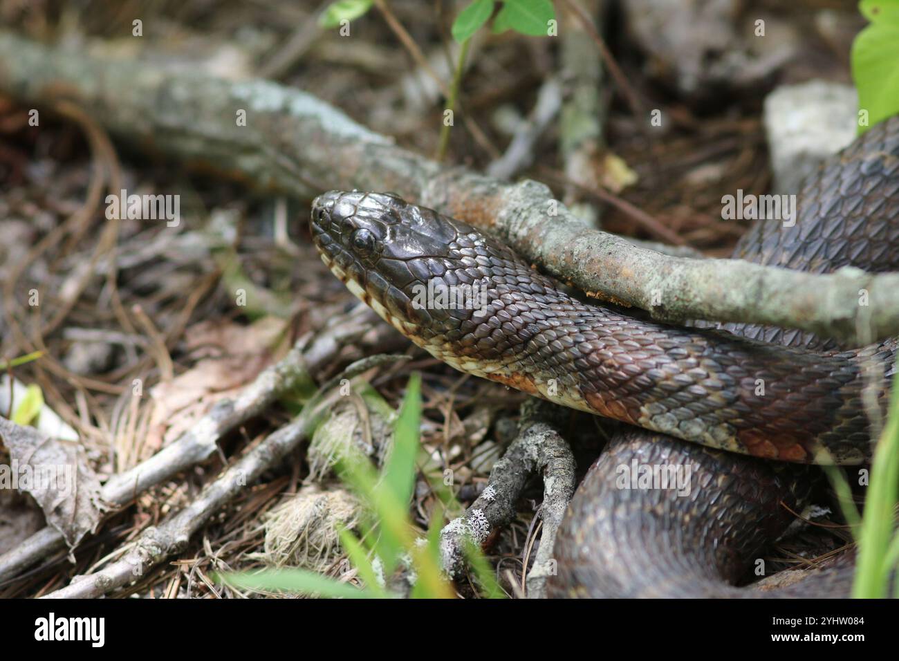 Common Watersnake (Nerodia sipedon Stock Photo - Alamy