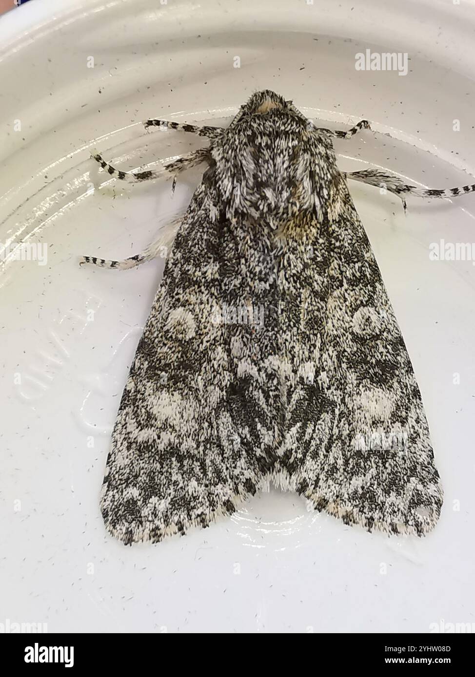 Poplar Grey (Acronicta megacephala Stock Photo - Alamy