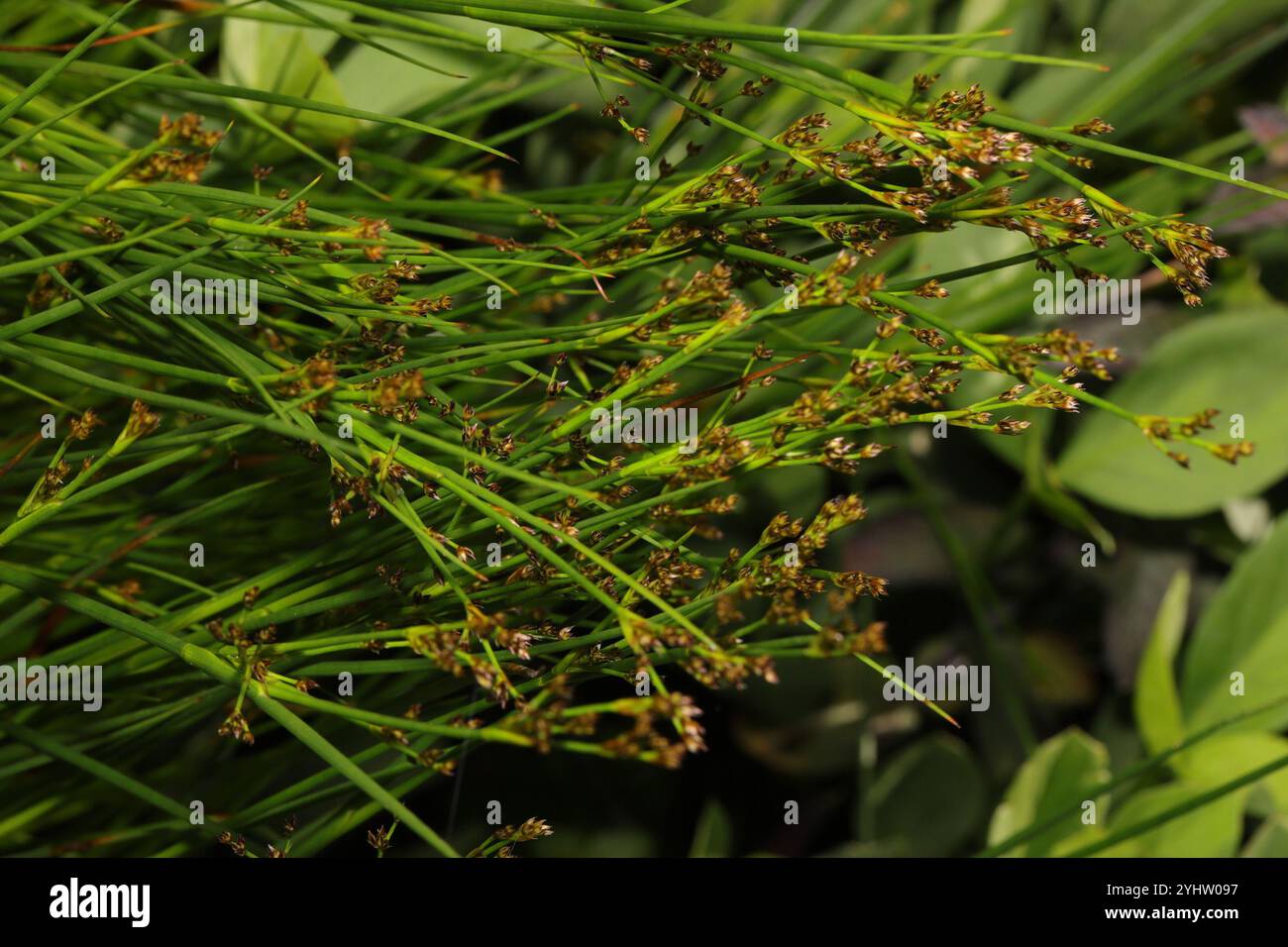 Jointed rush (Juncus articulatus Stock Photo - Alamy