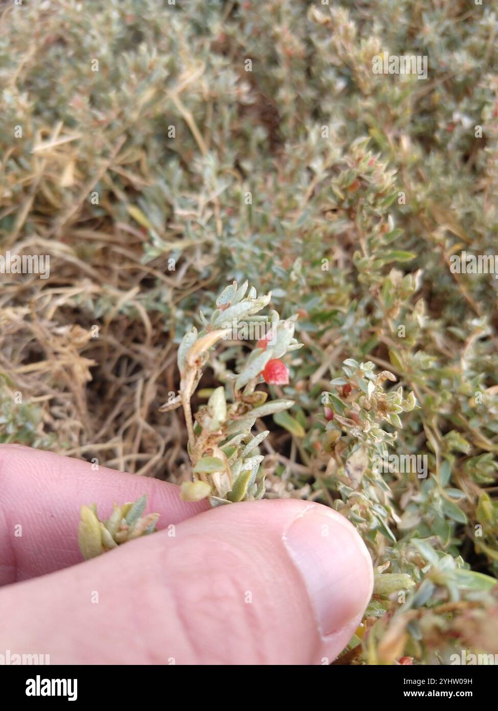 Berry saltbush hi-res stock photography and images - Alamy