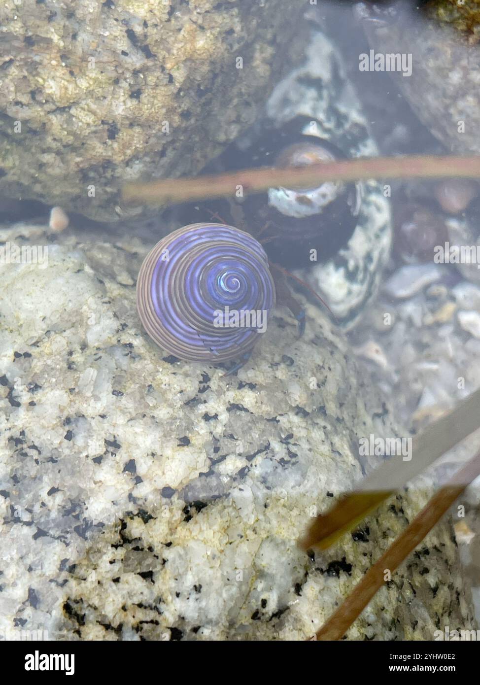 Blue-Ringed Top Snail (Calliostoma ligatum Stock Photo - Alamy