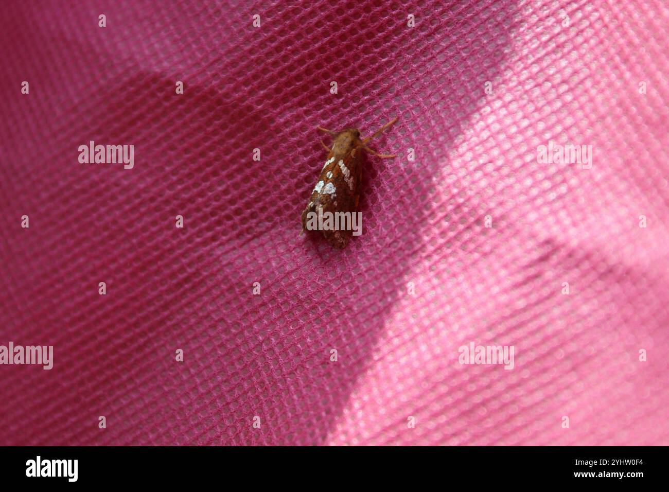 Gold Swift (Phymatopus hecta Stock Photo - Alamy