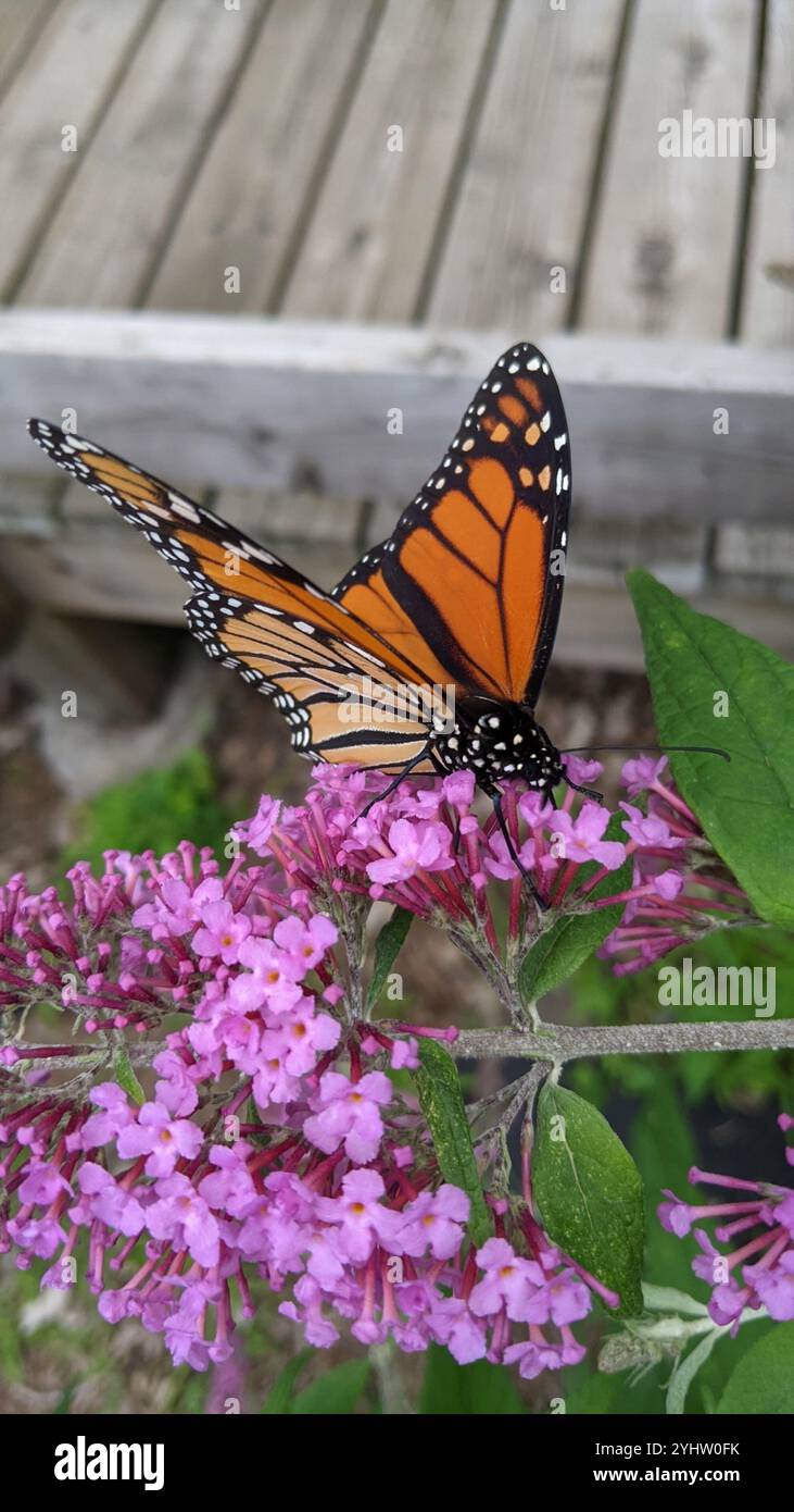 Monarch (Danaus plexippus Stock Photo - Alamy