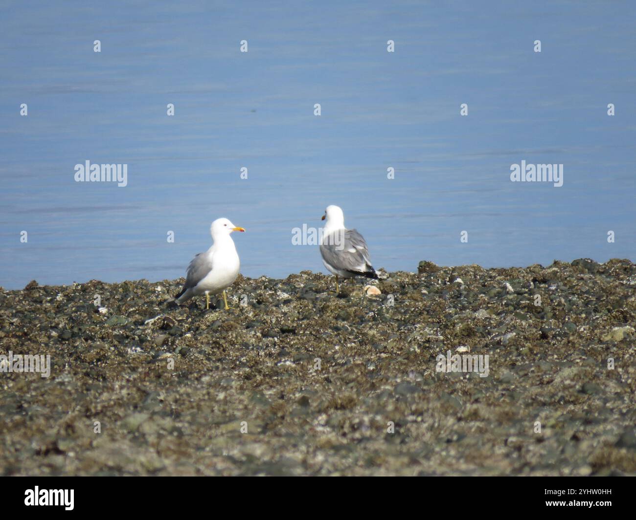 California Gull (Larus californicus Stock Photo - Alamy