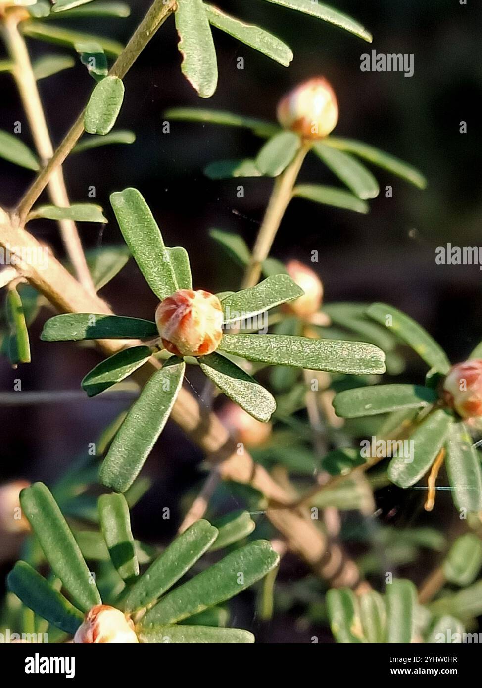 Notched Bush-pea (Pultenaea retusa Stock Photo - Alamy