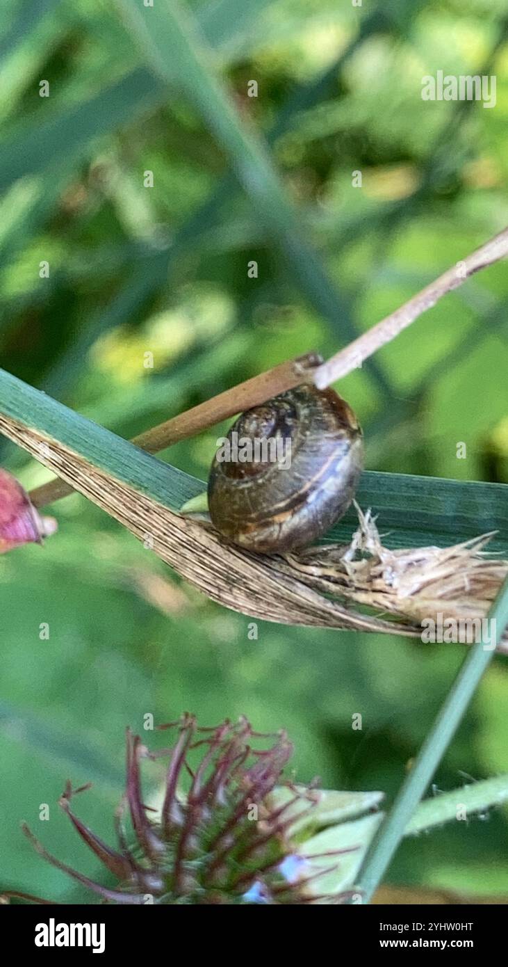Copse Snail (Arianta arbustorum Stock Photo - Alamy