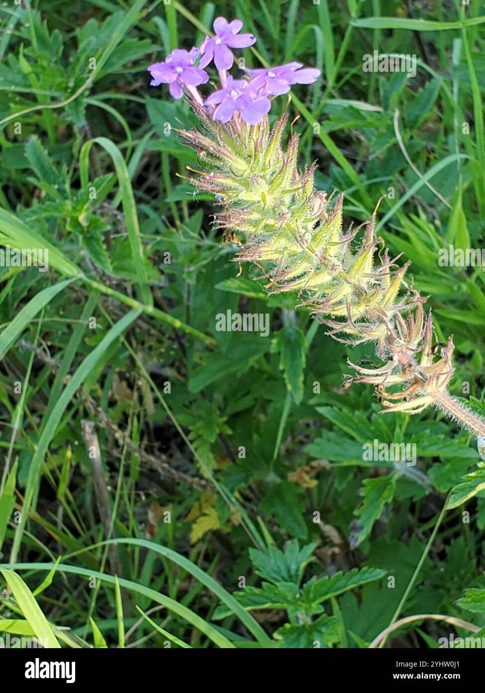 rose vervain (Glandularia canadensis Stock Photo - Alamy