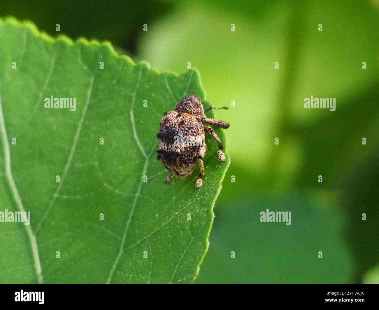 Desmidophorus hi-res stock photography and images - Alamy
