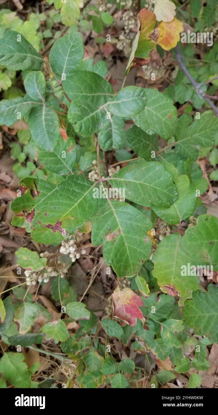 Pacific poison oak (Toxicodendron diversilobum Stock Photo - Alamy