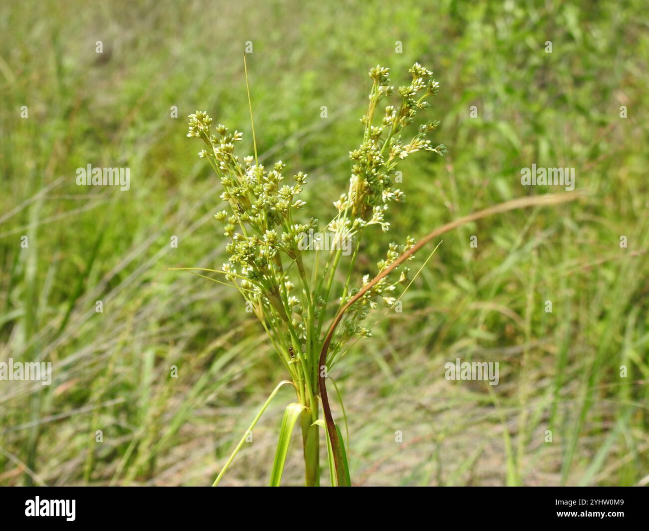 woolgrass (Scirpus cyperinus Stock Photo - Alamy