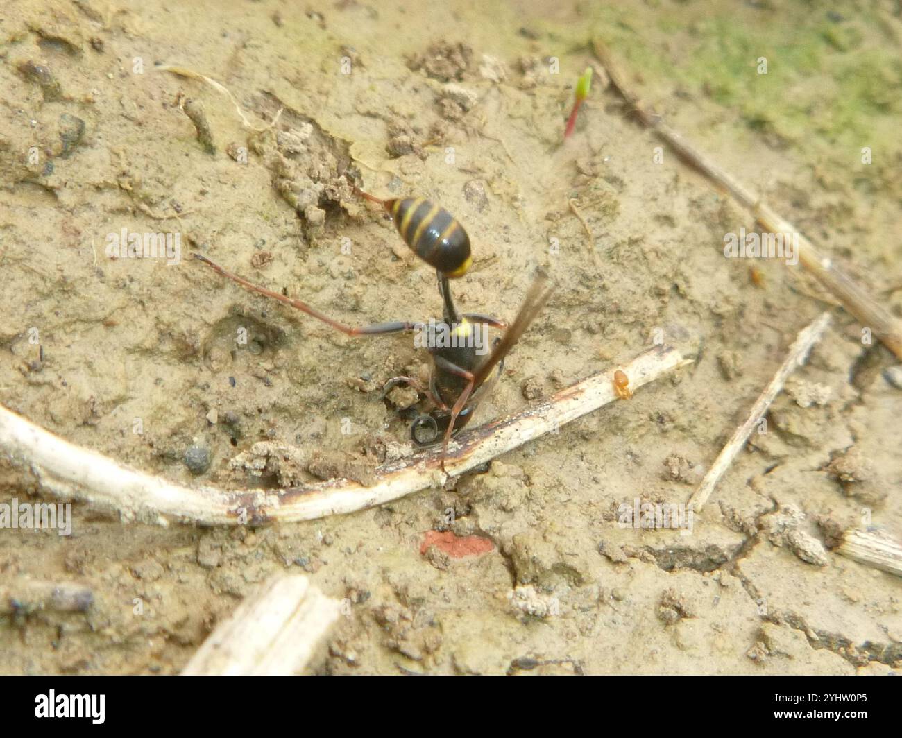 Asian mud dauber wasp hi-res stock photography and images - Alamy