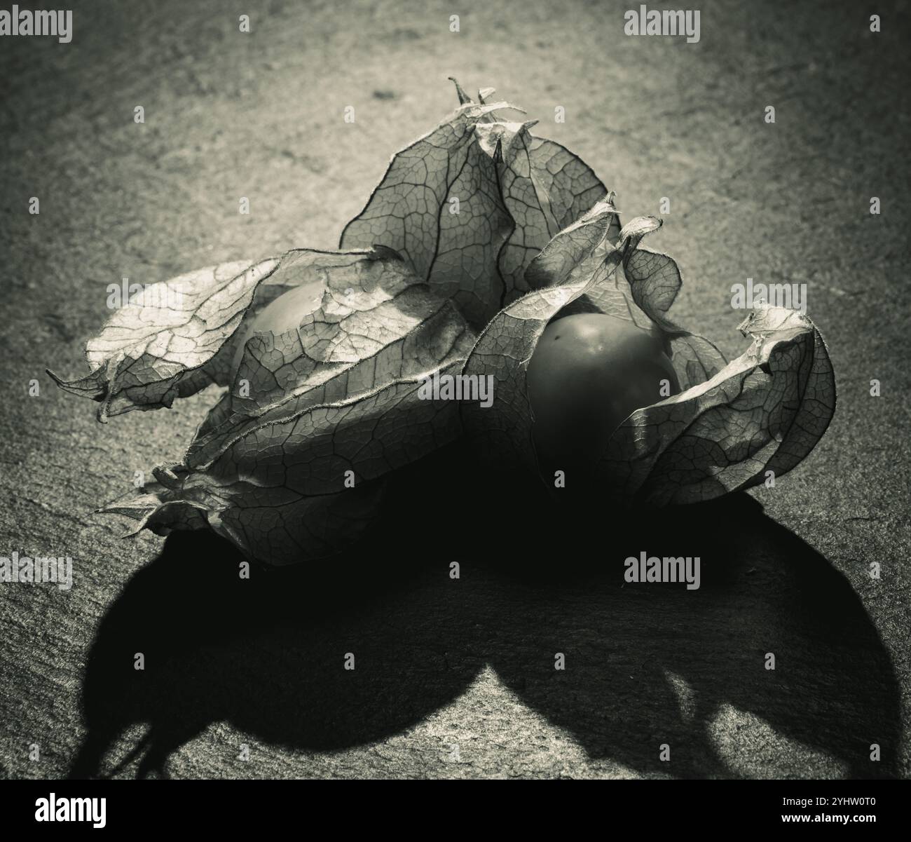 High contrast shadows food hi-res stock photography and images - Alamy