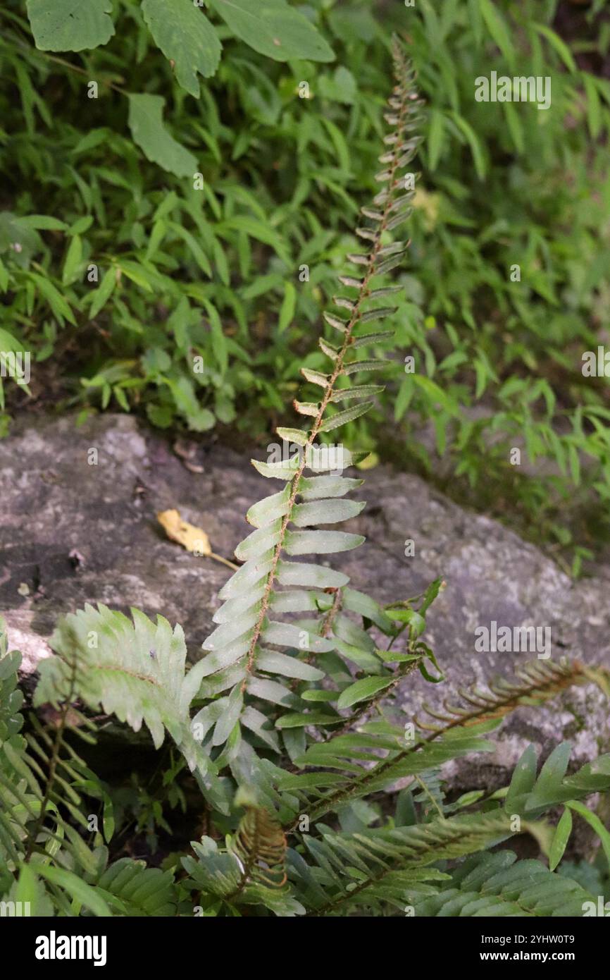 Christmas fern (Polystichum acrostichoides Stock Photo - Alamy