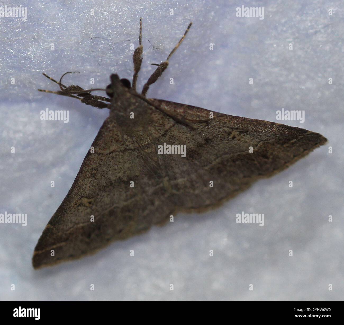 Yellow-spotted Renia Moth (Renia flavipunctalis Stock Photo - Alamy