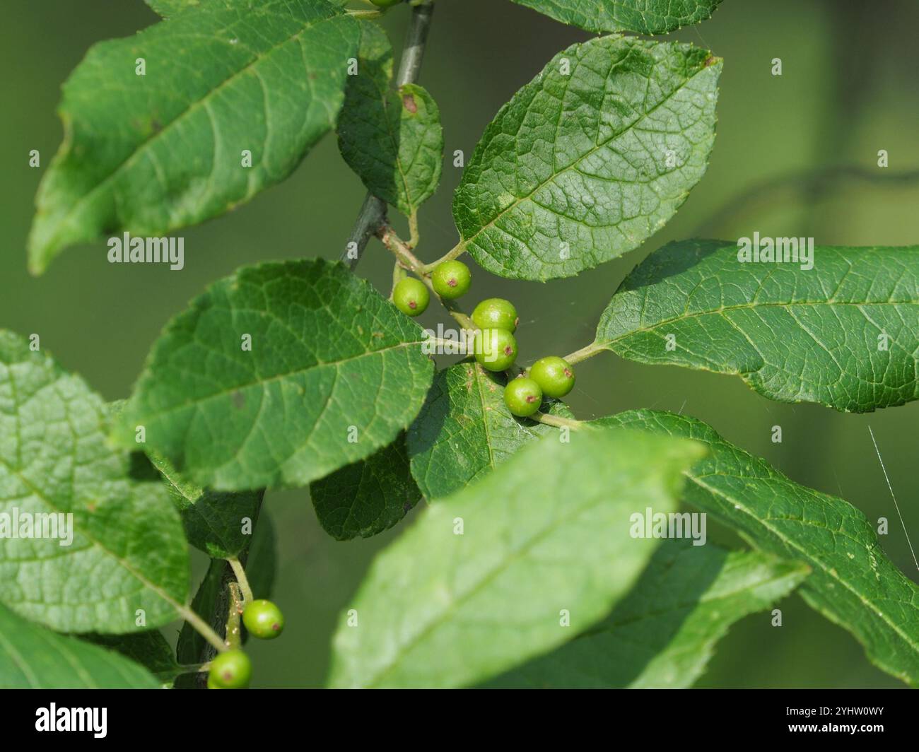 winterberry holly (Ilex verticillata Stock Photo - Alamy