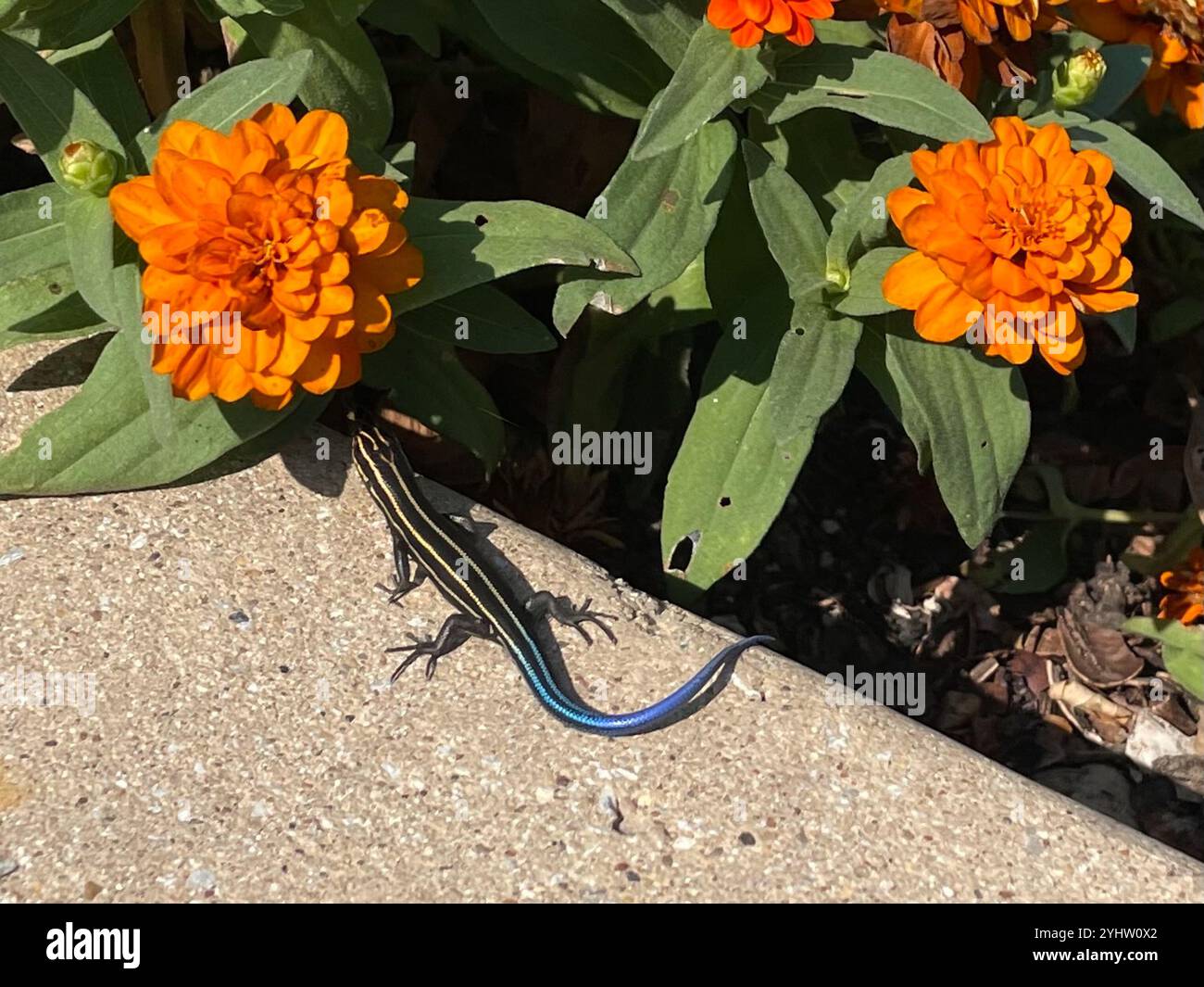 Toothy Skinks (Plestiodon Stock Photo - Alamy