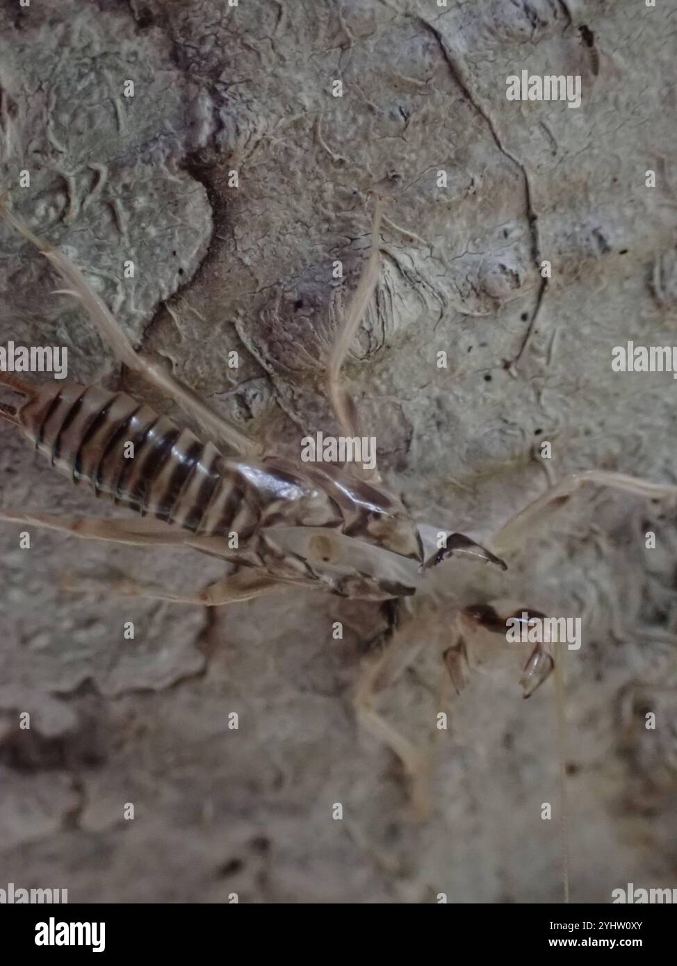 Common Stoneflies (Perlidae Stock Photo - Alamy