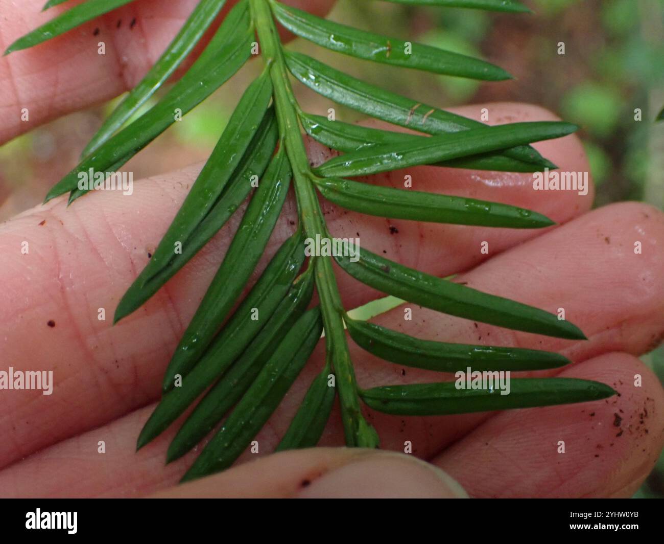 Pacific yew (Taxus brevifolia Stock Photo - Alamy