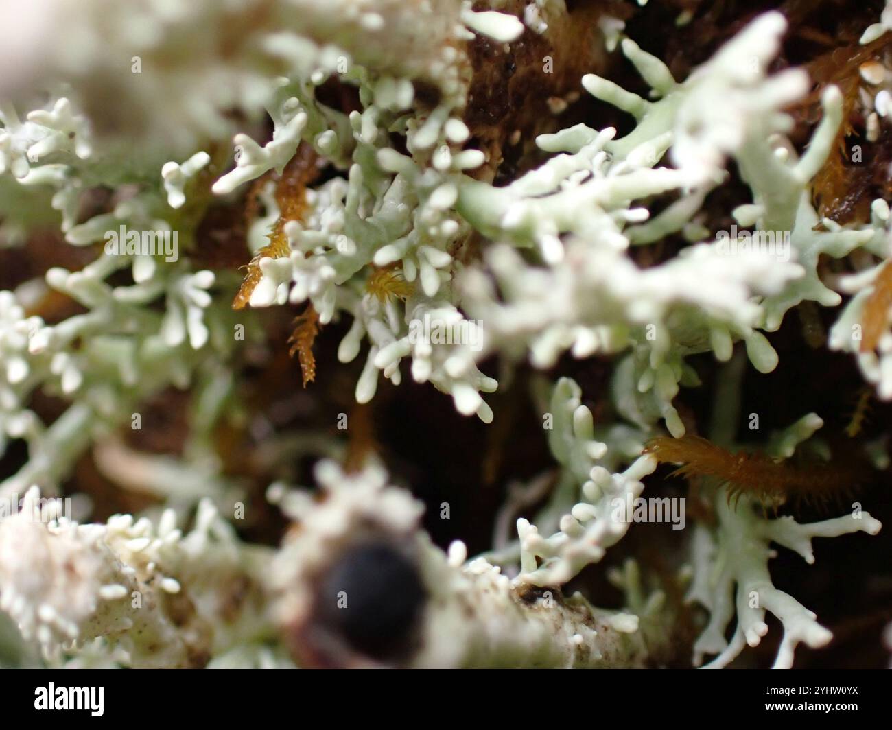 common lichens (Lecanoromycetes Stock Photo - Alamy
