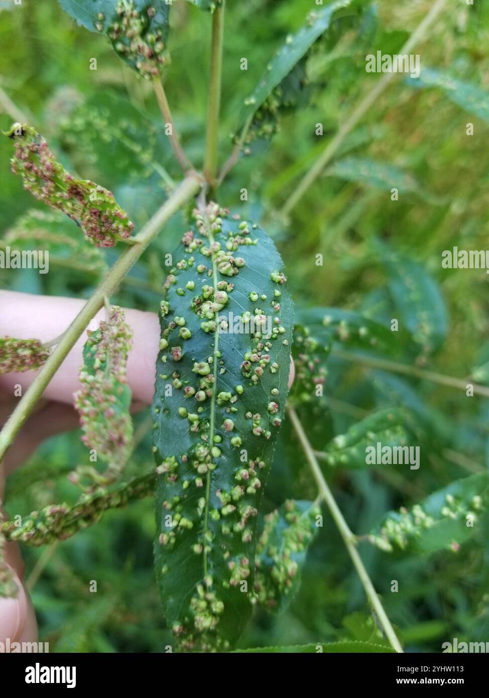 Aculus tetanothrix hi-res stock photography and images - Alamy