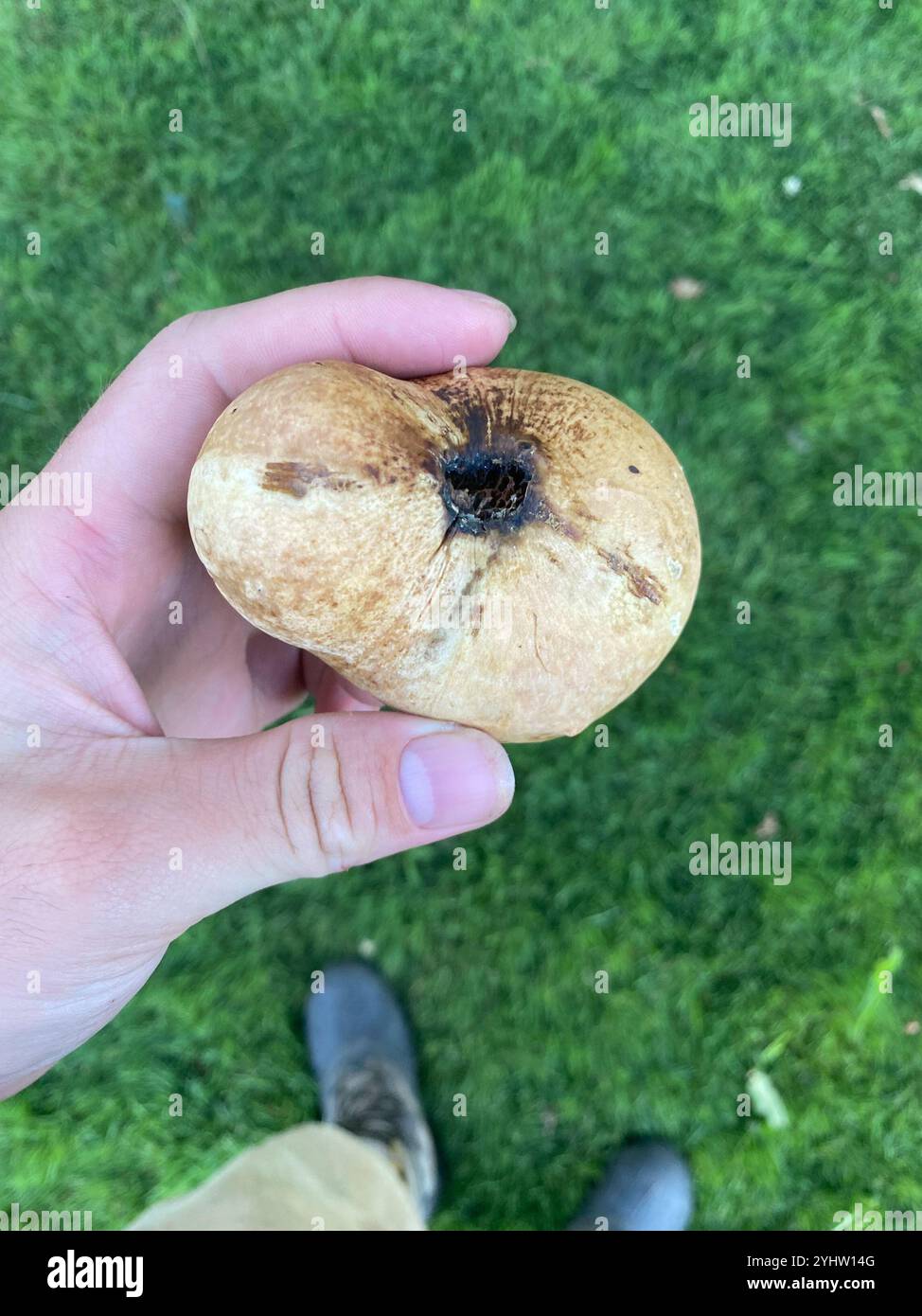 California Gall Wasp (Andricus quercuscalifornicus Stock Photo - Alamy
