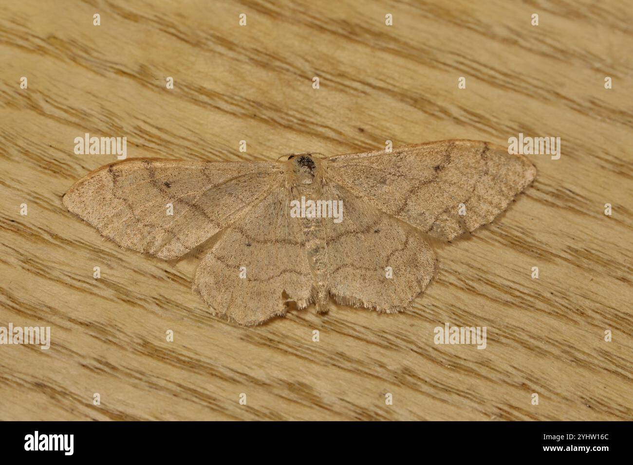 Riband Wave (Idaea aversata Stock Photo - Alamy