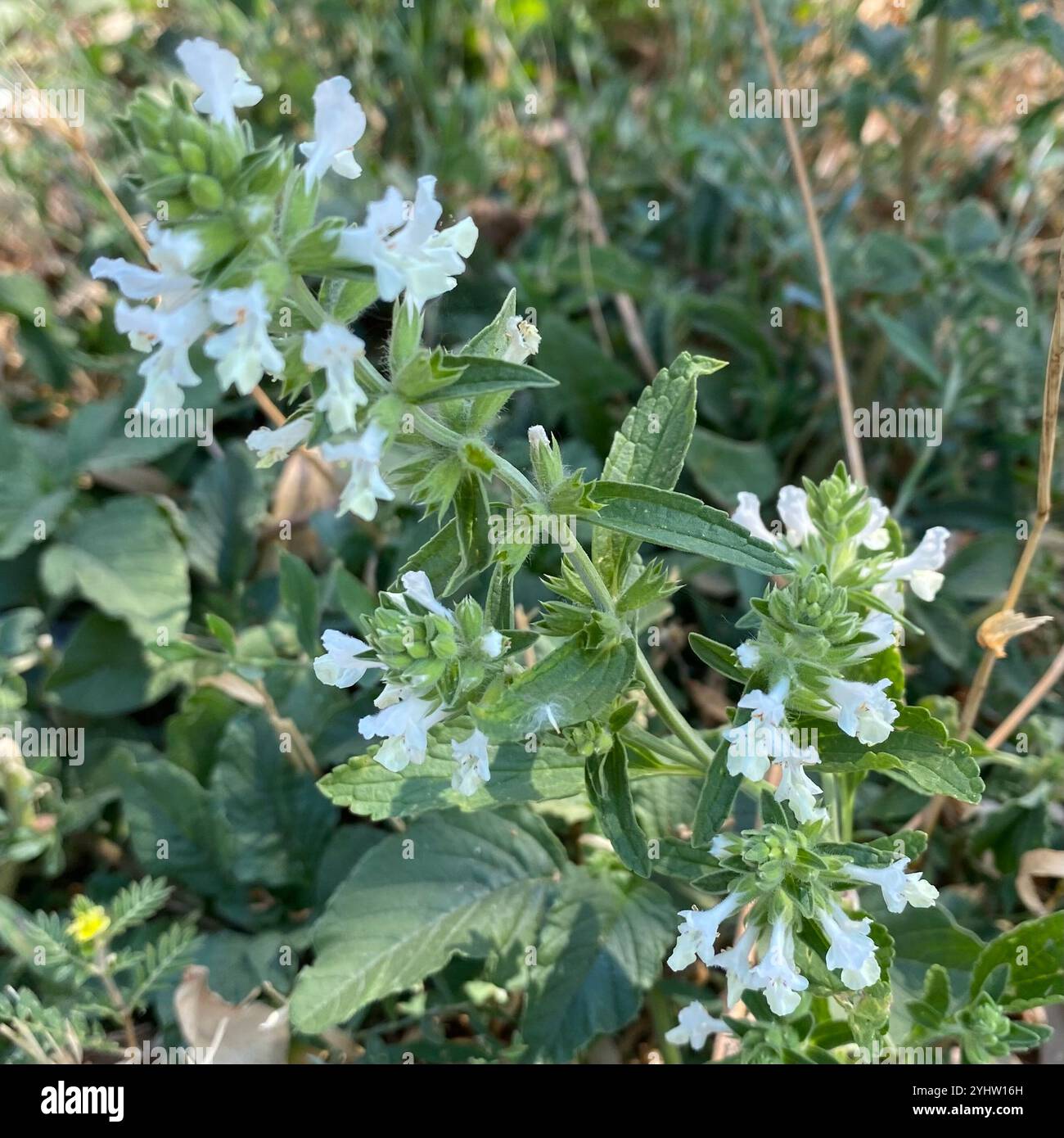 Annual Yellow-woundwort (Stachys annua Stock Photo - Alamy