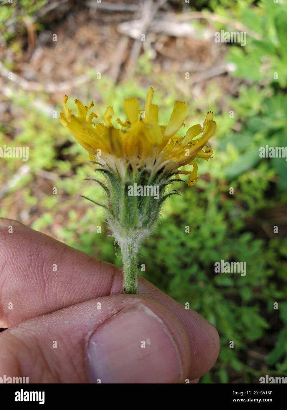 meadow hawkweed (Pilosella caespitosa Stock Photo - Alamy