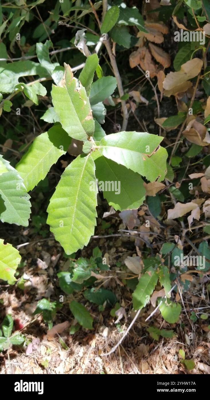 Tanoak (Notholithocarpus densiflorus Stock Photo - Alamy