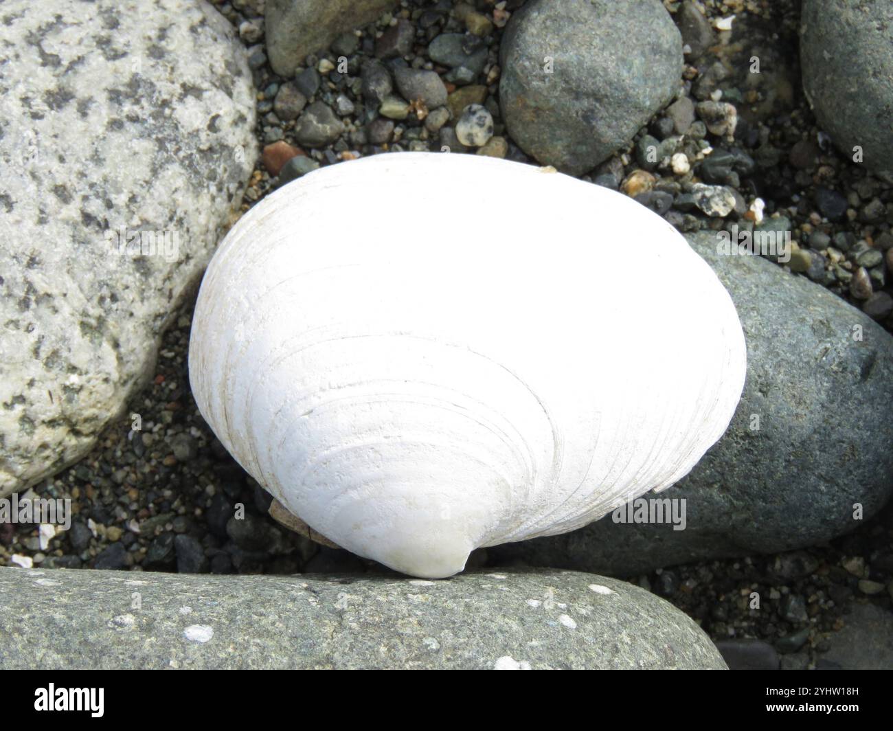 Butter Clam (Saxidomus gigantea Stock Photo - Alamy