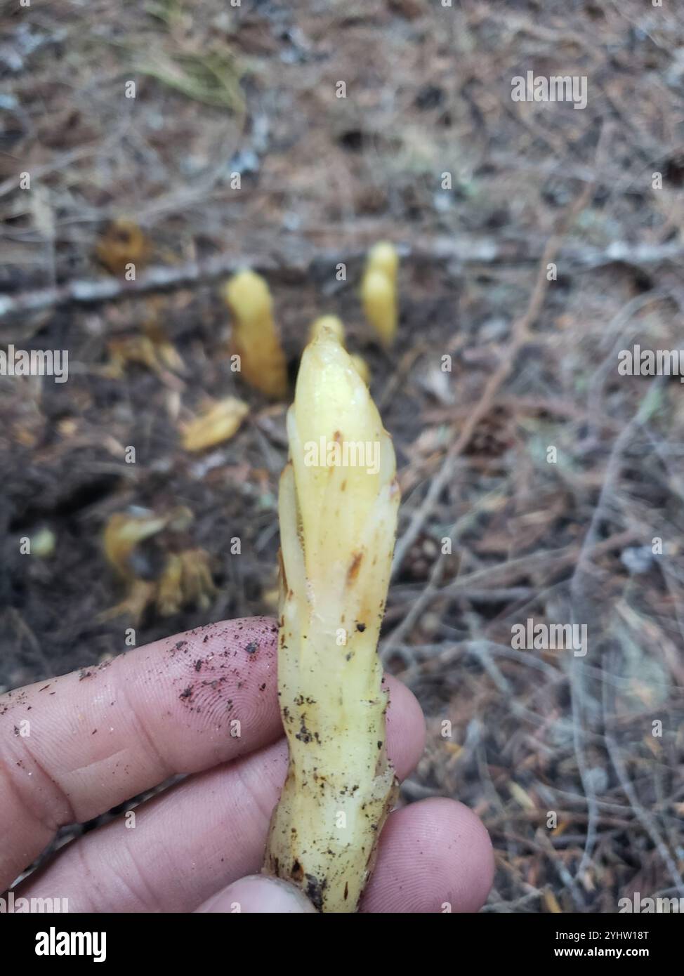 woodland pinedrops (Pterospora andromedea Stock Photo - Alamy